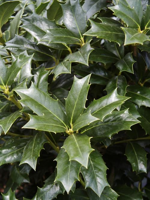 Robin™ Holly Ilex x Robin™ PP#9486 from Pender Nursery