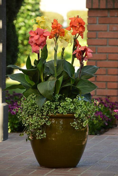 Cannova® Orange Shades Canna Lily Canna Cannova® Orange Shades From Pender Nursery